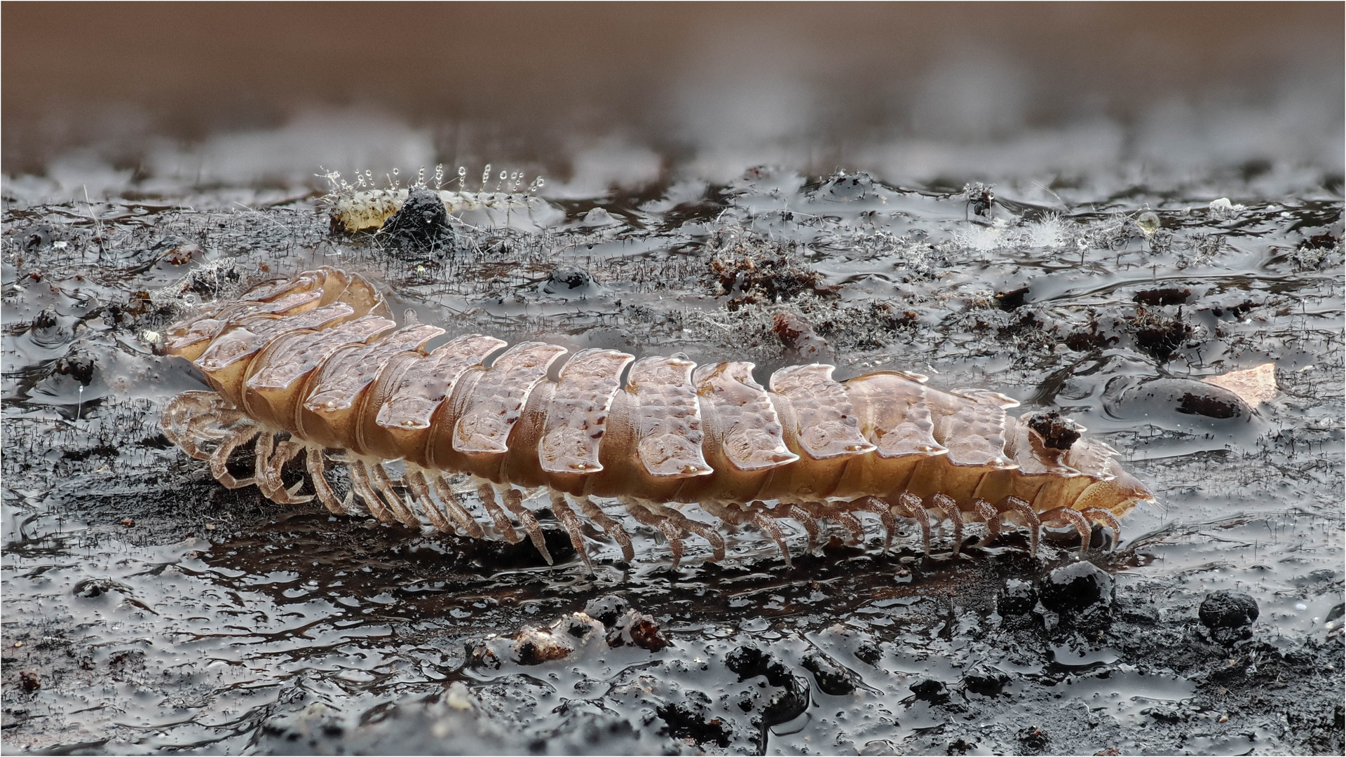 Urzeit Foto & Bild | tiere, landschaft, natur-makros Bilder auf ...