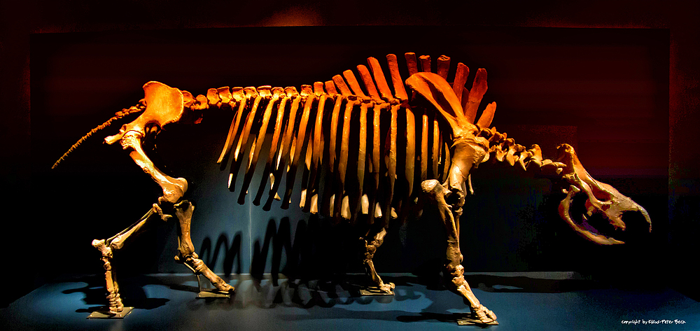 Urzeit Tier Foto & Bild | sonstiges, fossilien & präparate, tiere ...