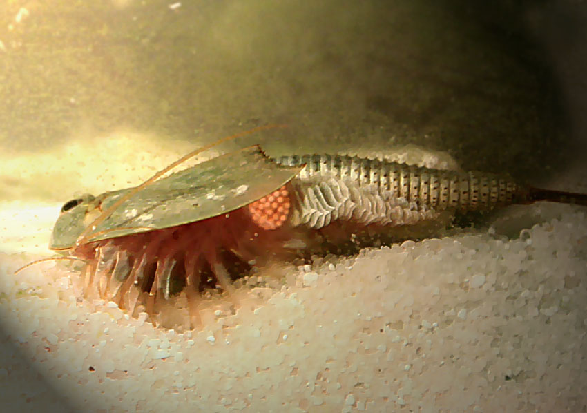 Urzeitkrebs - Triops Foto & Bild | tiere, wildlife, krebse Bilder auf ...