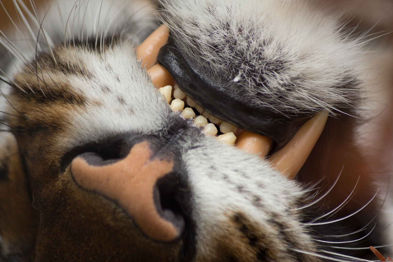 Ussuri Foto & Bild | tiere, zoo, wildpark & falknerei, säugetiere ...