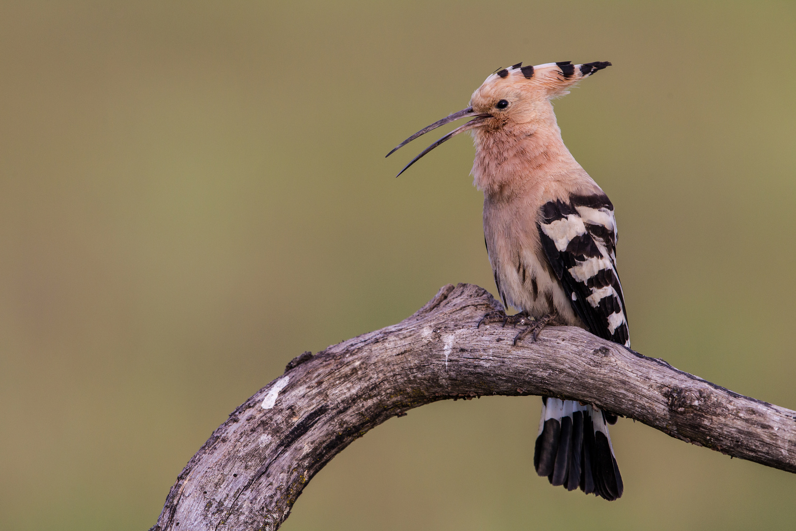 UUU-UP UUU-UP UUU-UP Foto & Bild | tiere, wildlife, wild lebende vögel ...