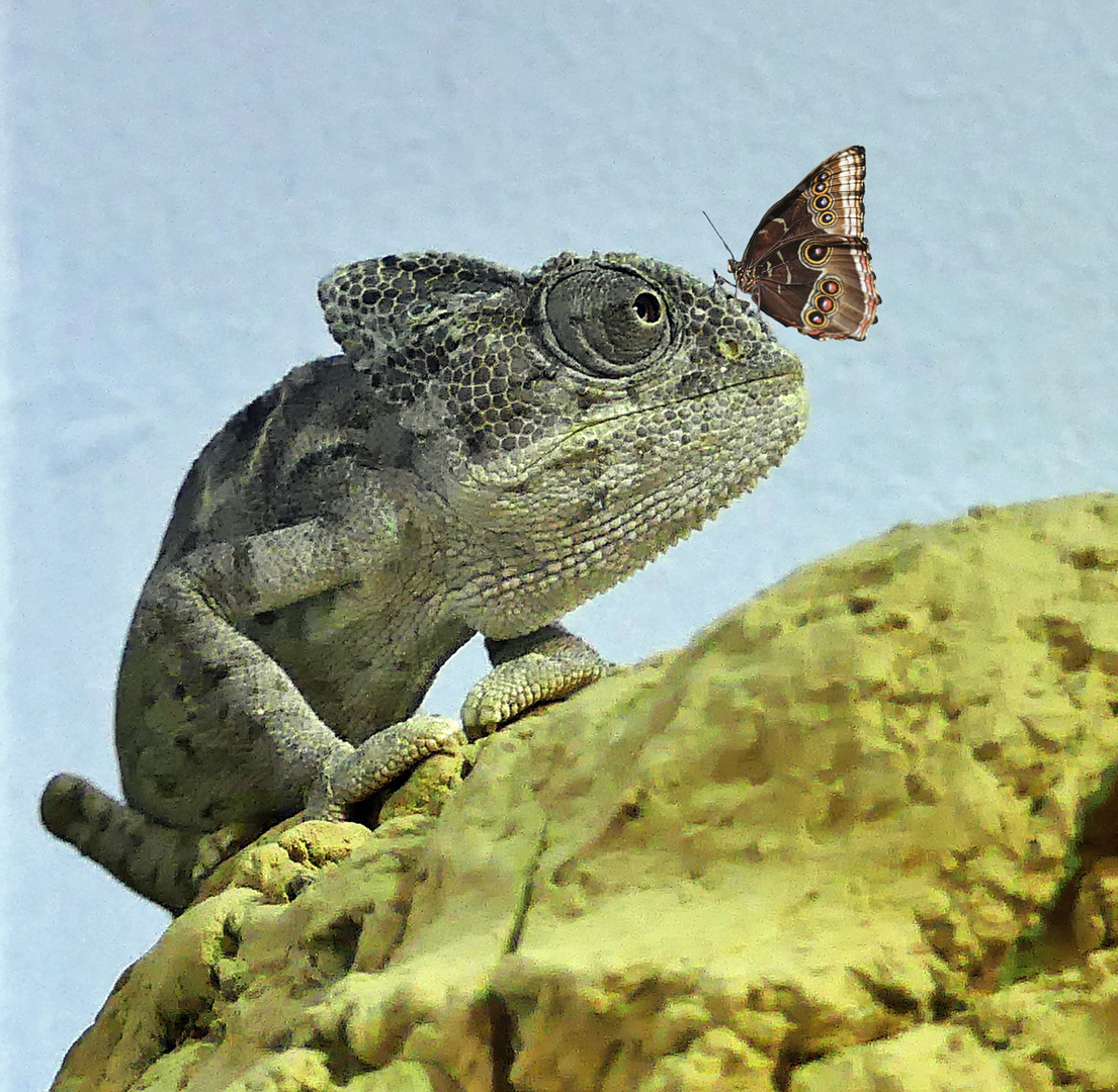 Uuui Foto & Bild | fotomontage, tiergarten nürnberg, composing Bilder ...