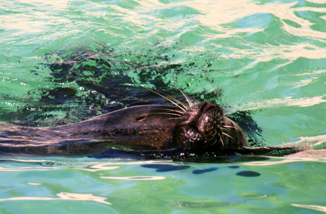 ...uuui, soh ein kühles Nass Foto & Bild | tiere, zoo, wildpark ...