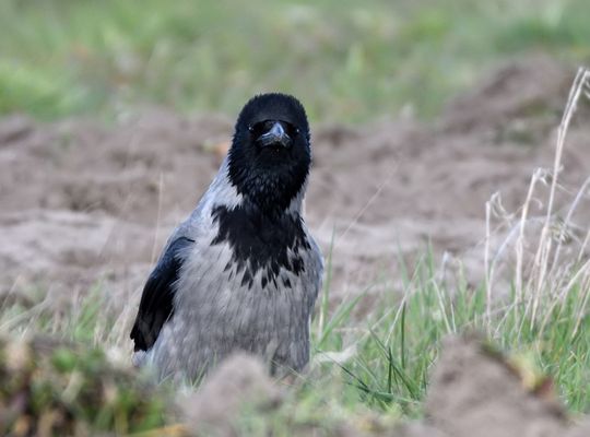 Rabenvögel Bilder & Fotos
