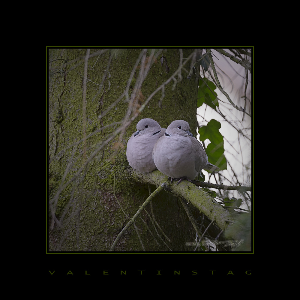 V A L E N T I N S T A G Foto & Bild | gratulation und feiertage, happy ...