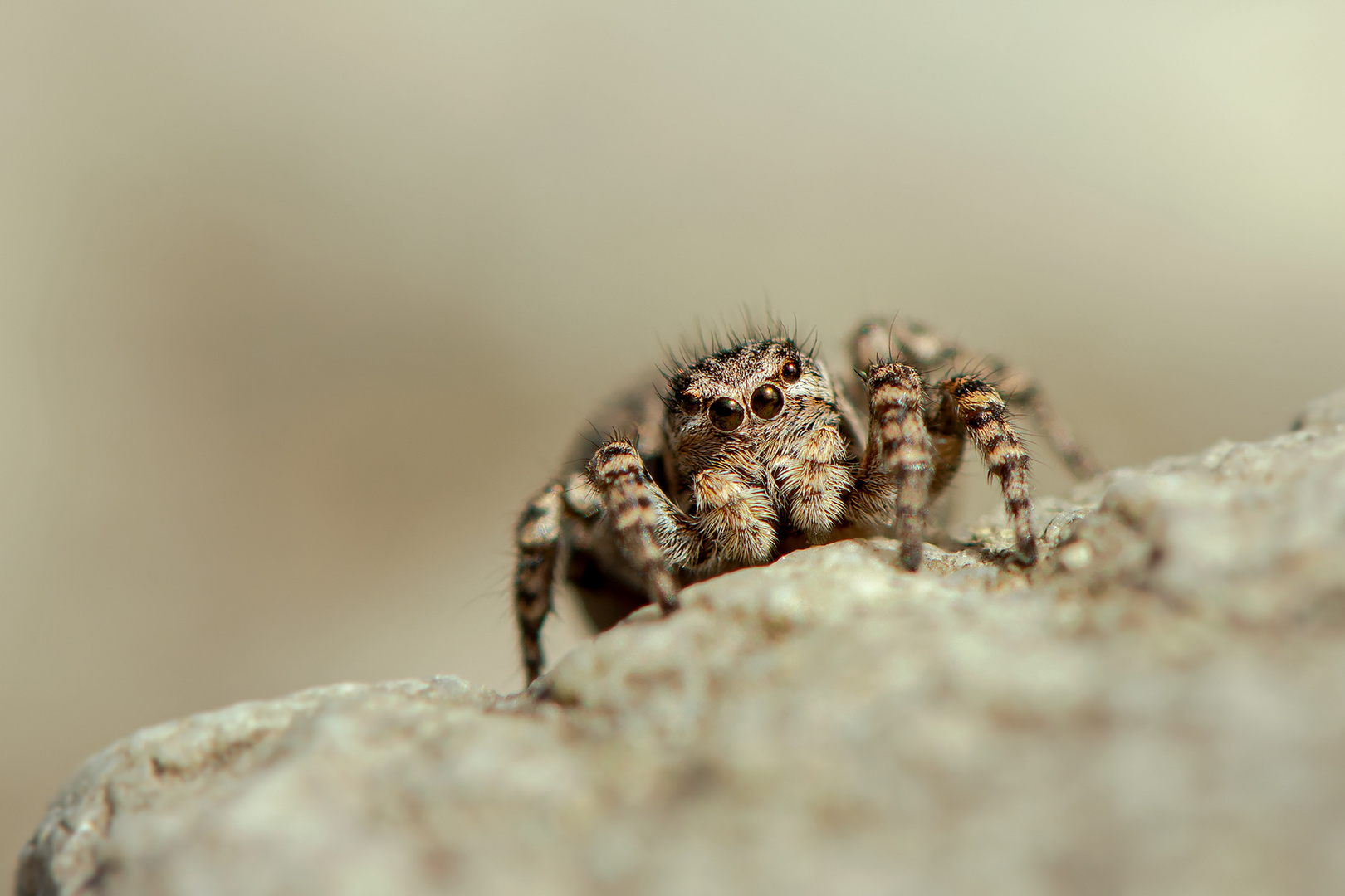 V-Fleck-Springspinne Foto & Bild | makro, natur, tiere Bilder auf ...