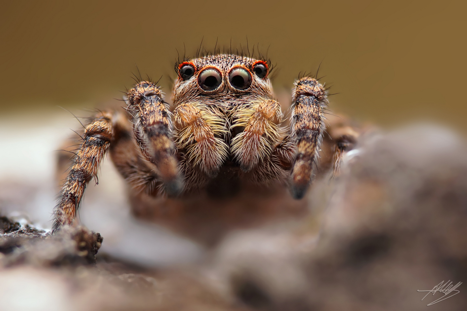V-Springspinne Foto & Bild | tiere, wildlife, spinnen Bilder auf ...