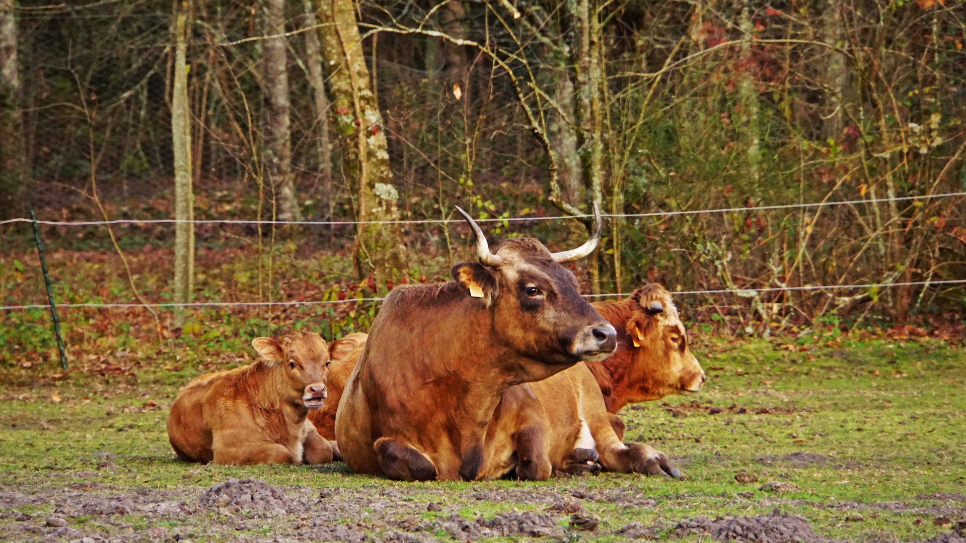 Vaches marines landaises..... photo et image | france, nature, animaux ...
