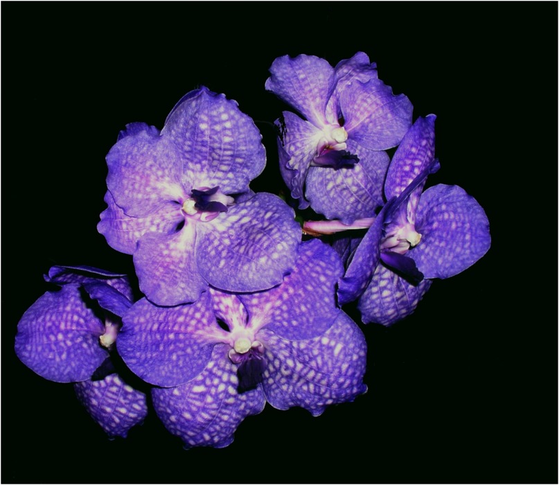 Vanda 'Blue Magic' Foto & Bild | pflanzen, pilze & flechten, blüten ...