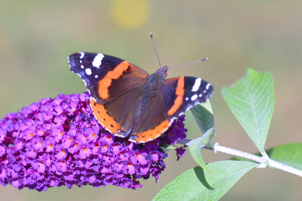 Vanesse Vulcain photo et image | fleurs, macro papillons, 25-07-2017 ...