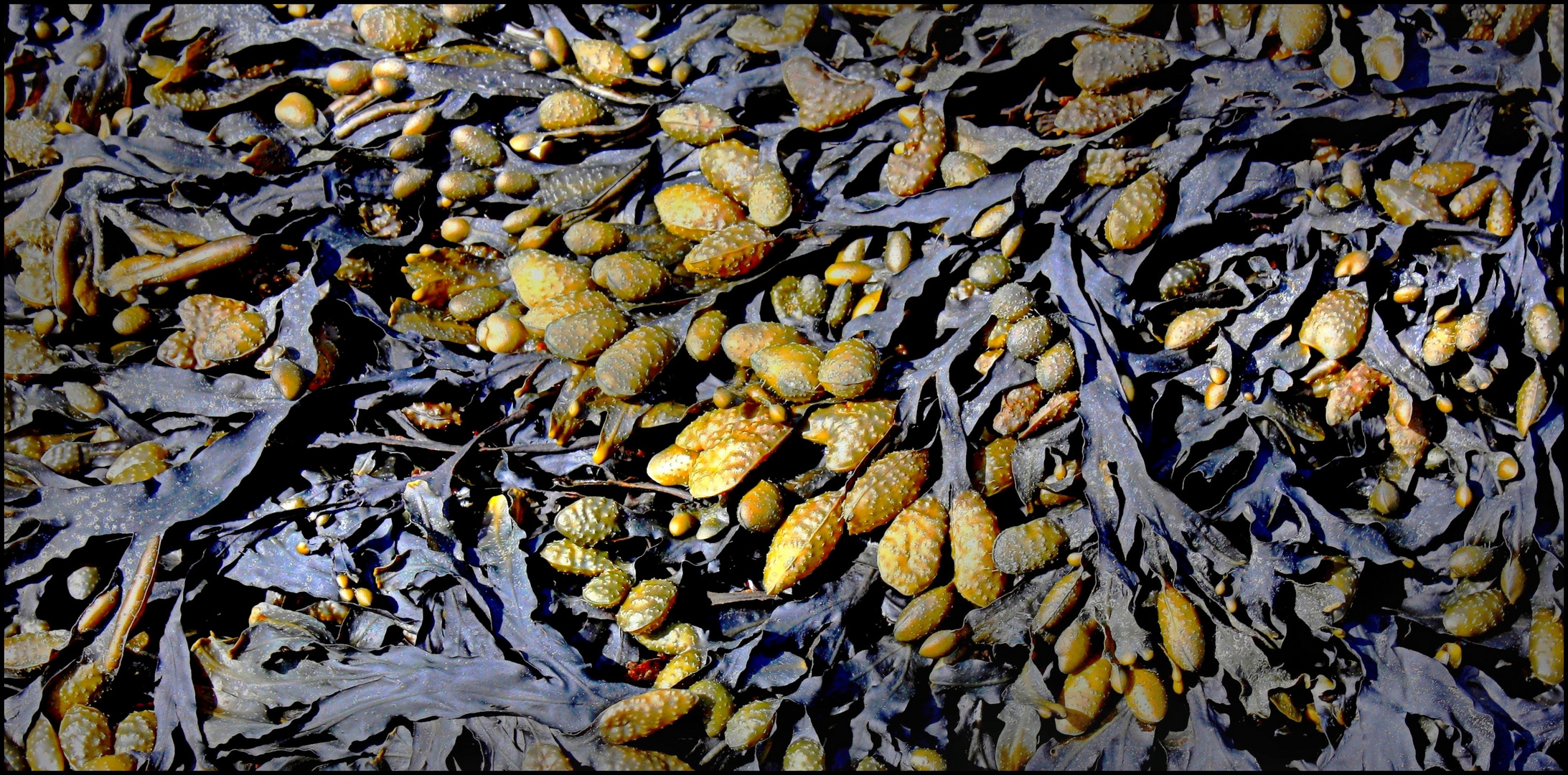 Varech photo et image | divers, bords de mer, nature Images fotocommunity