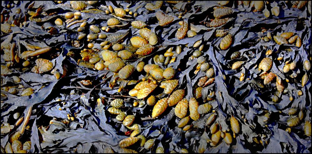 Varech photo et image | divers, bords de mer, nature Images fotocommunity