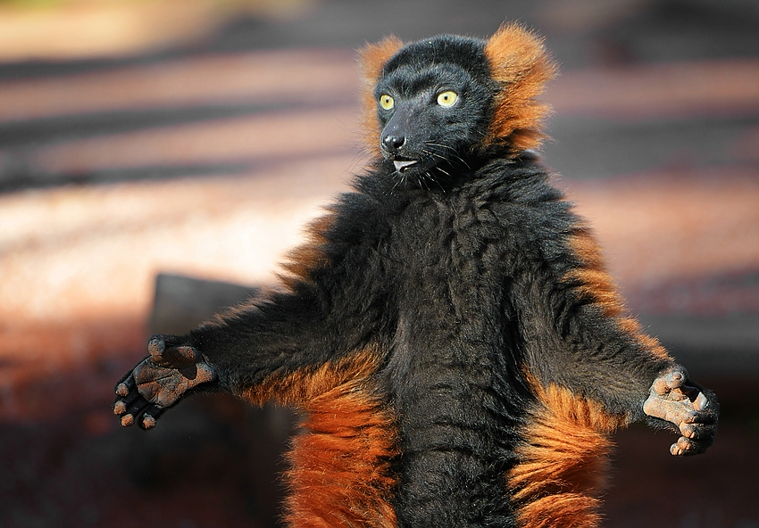 Vari Abel Foto & Bild | tiere, zoo, wildpark & falknerei, säugetiere ...