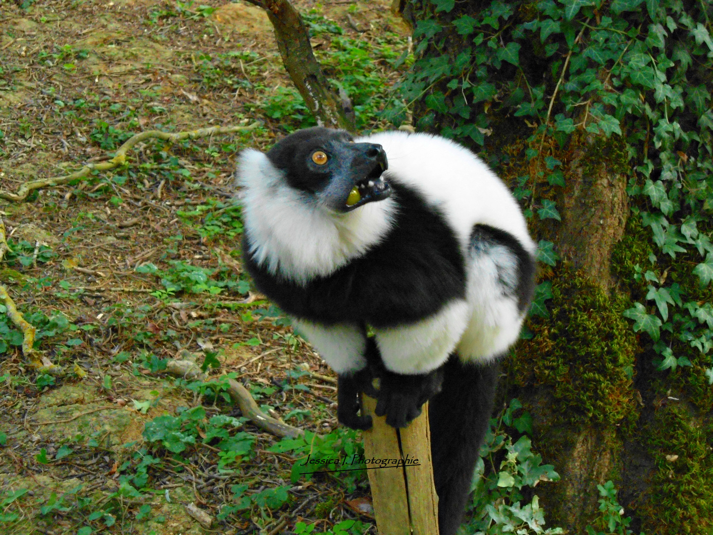 Vari noir et blanc photo et image | animaux, zoo et animaux en ...