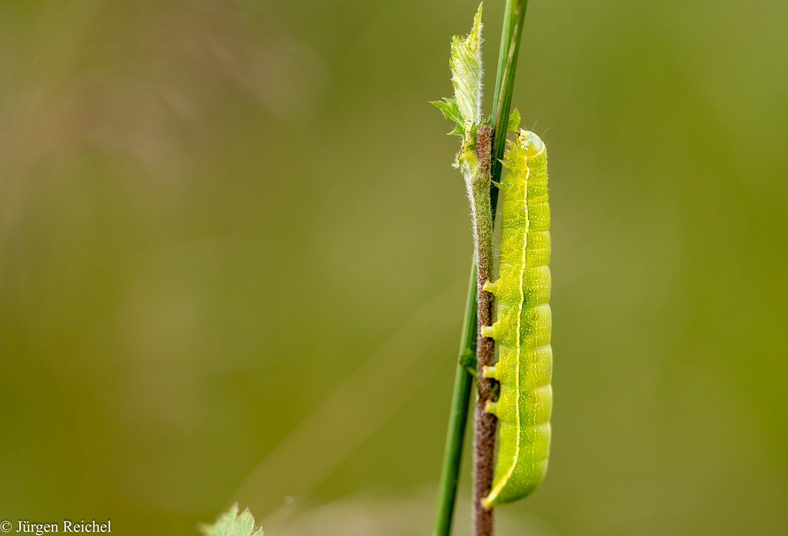Variable Kätzcheneule ( Orthosia incerta ) Foto & Bild | natur ...