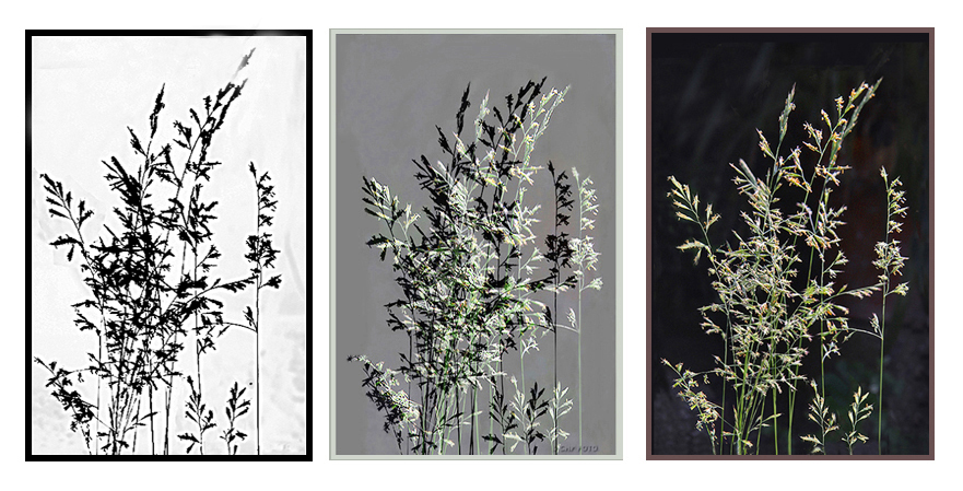 Variationen Foto & Bild | blumen; pflanzen, spezial, natur Bilder auf ...