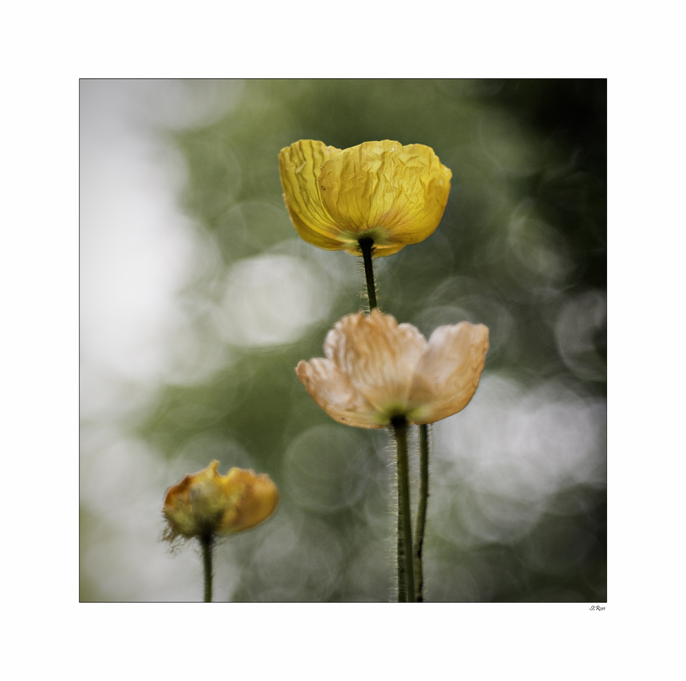 Variationen Foto & Bild | natur-kreativ, aufnahmetechniken, natur fine ...