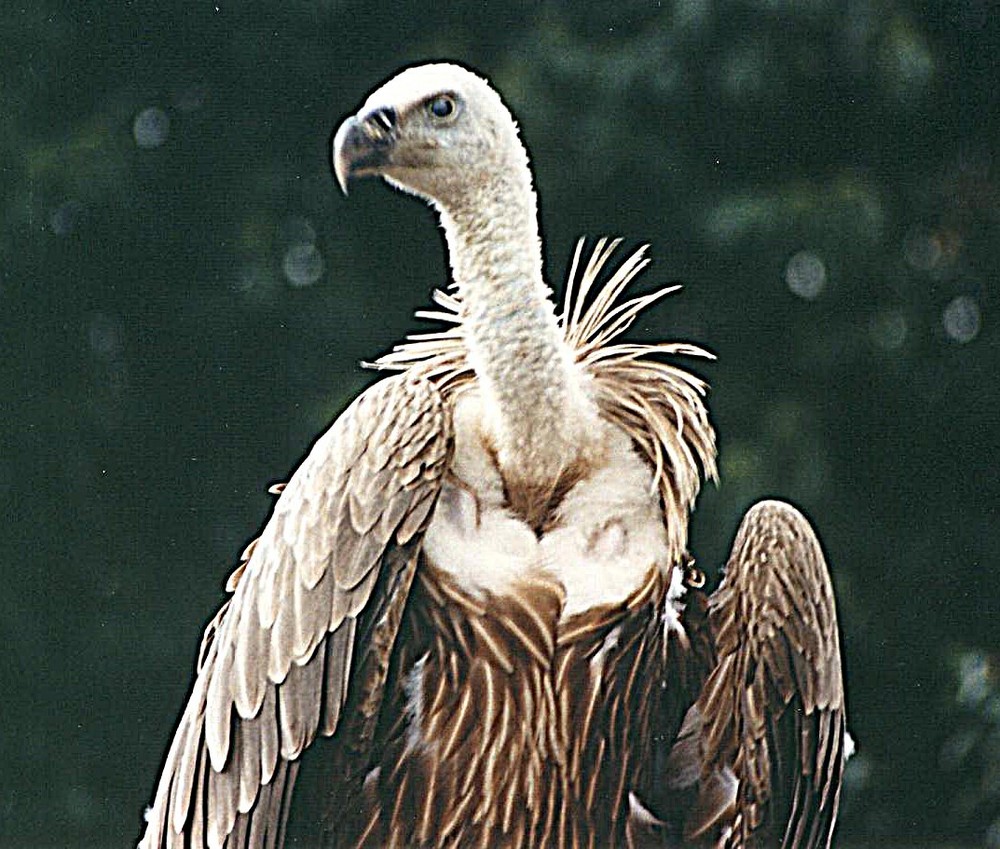 Vautour photo et image | animaux, animaux sauvages, oiseaux Images ...