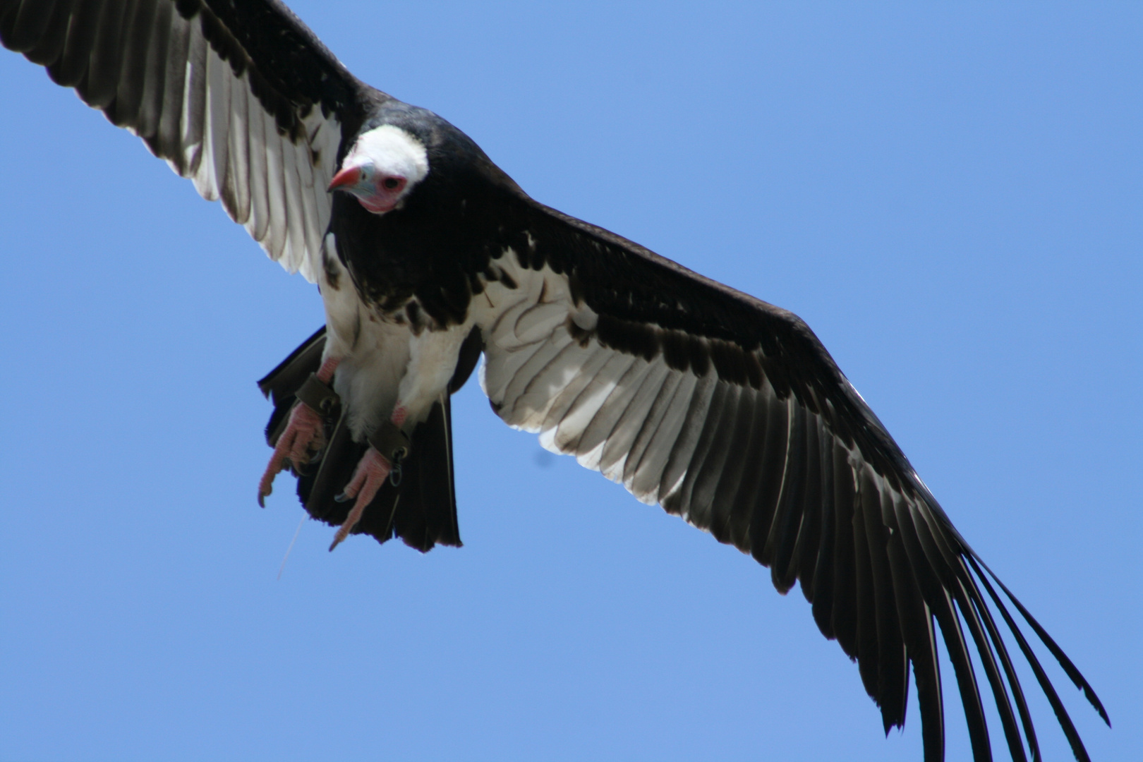 Vautour photo et image | animaux, zoo et animaux en captivité ...