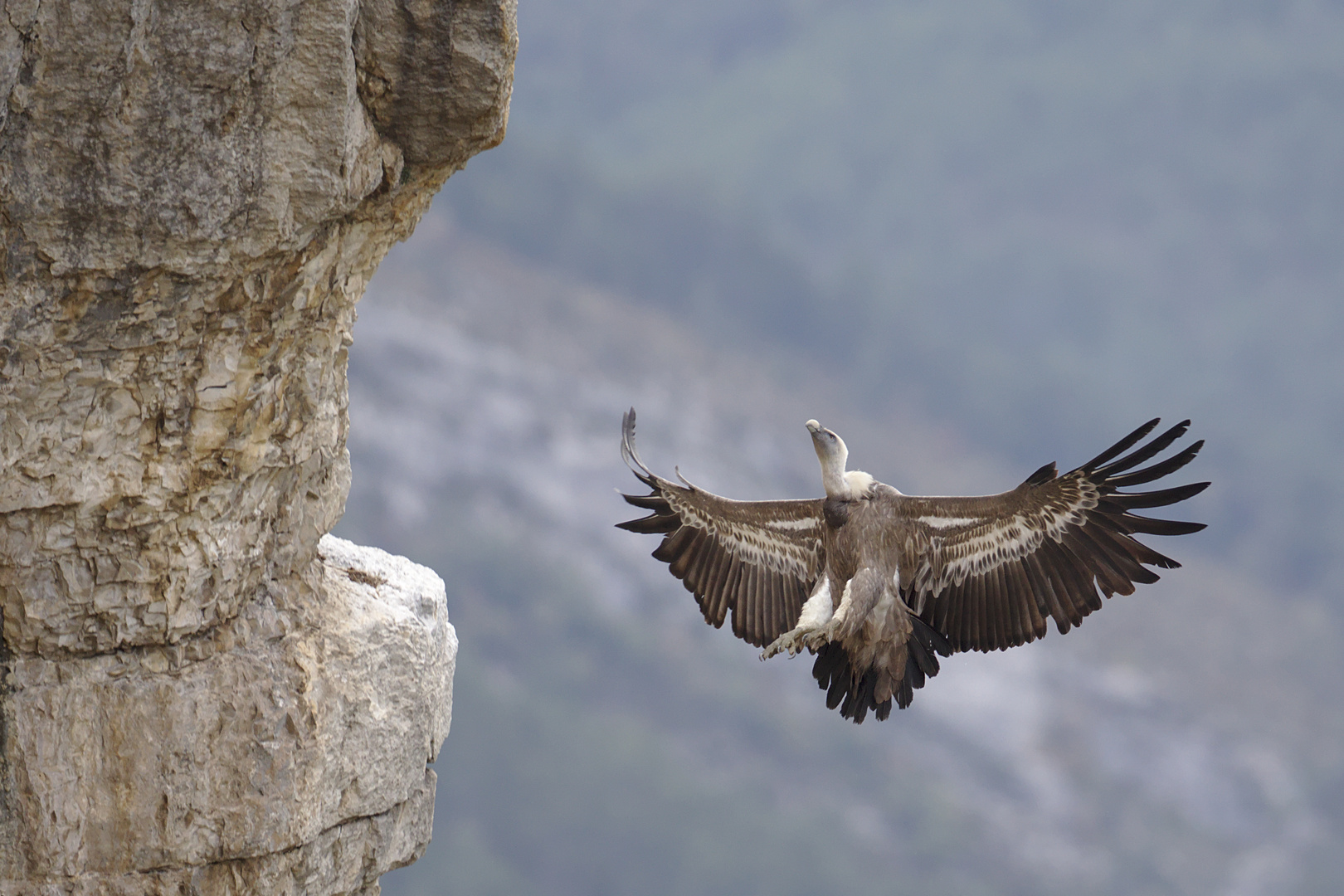 Vautour fauve photo et image | animaux, animaux sauvages, oiseaux ...
