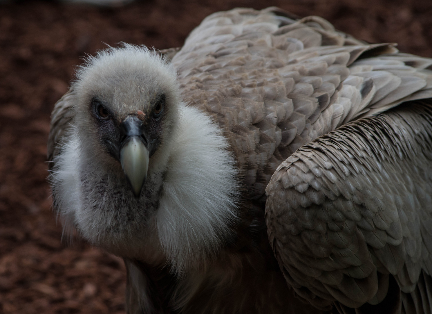 Vautour fauve photo et image | animaux, animaux sauvages, oiseaux ...