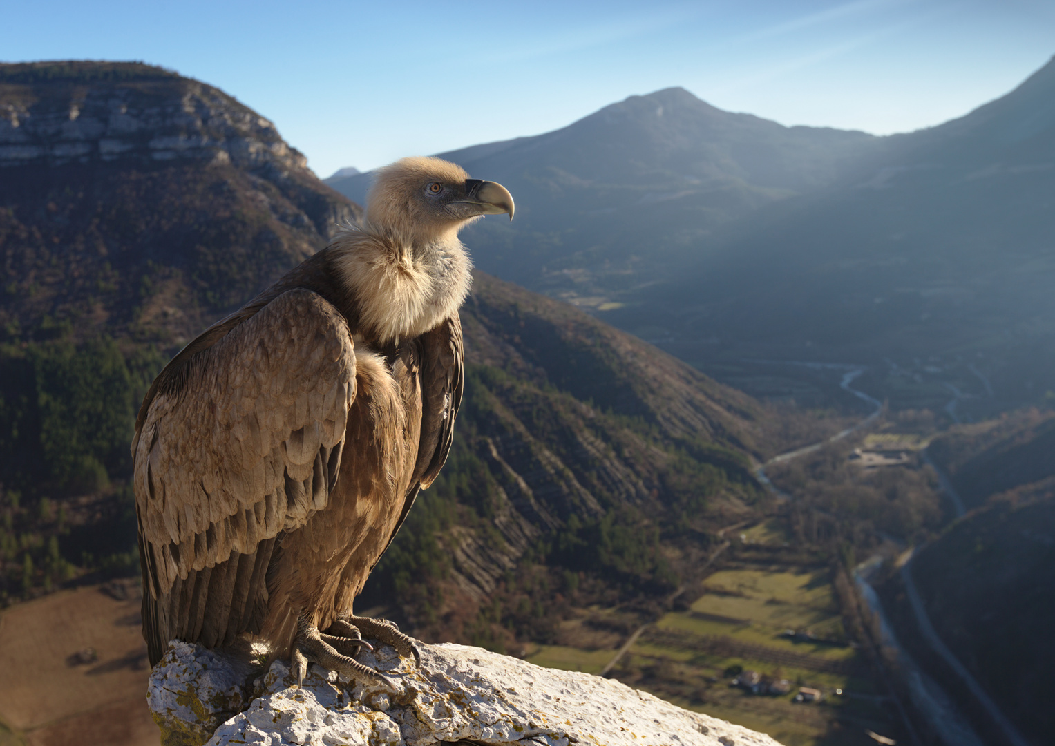 Vautour fauve photo et image | fotos, france, nature Images fotocommunity