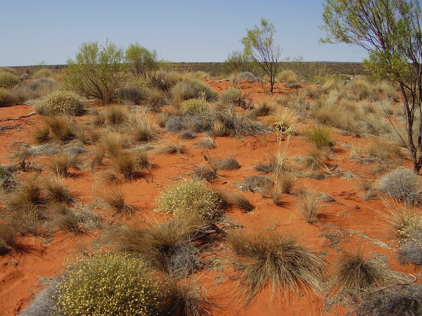 Vegetation am Uluru Foto & Bild | australia & oceania, australia ...