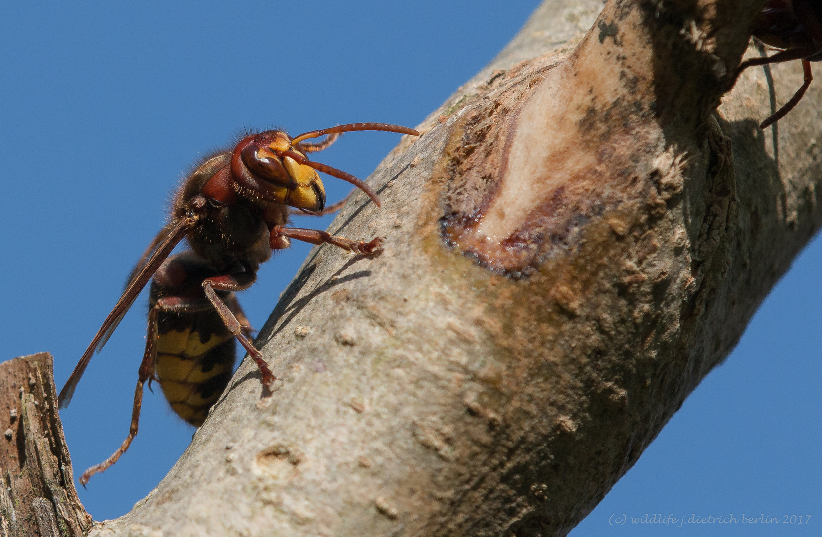 Veggie Nisse (3) Foto & Bild | natur, insekten, tiere Bilder auf ...