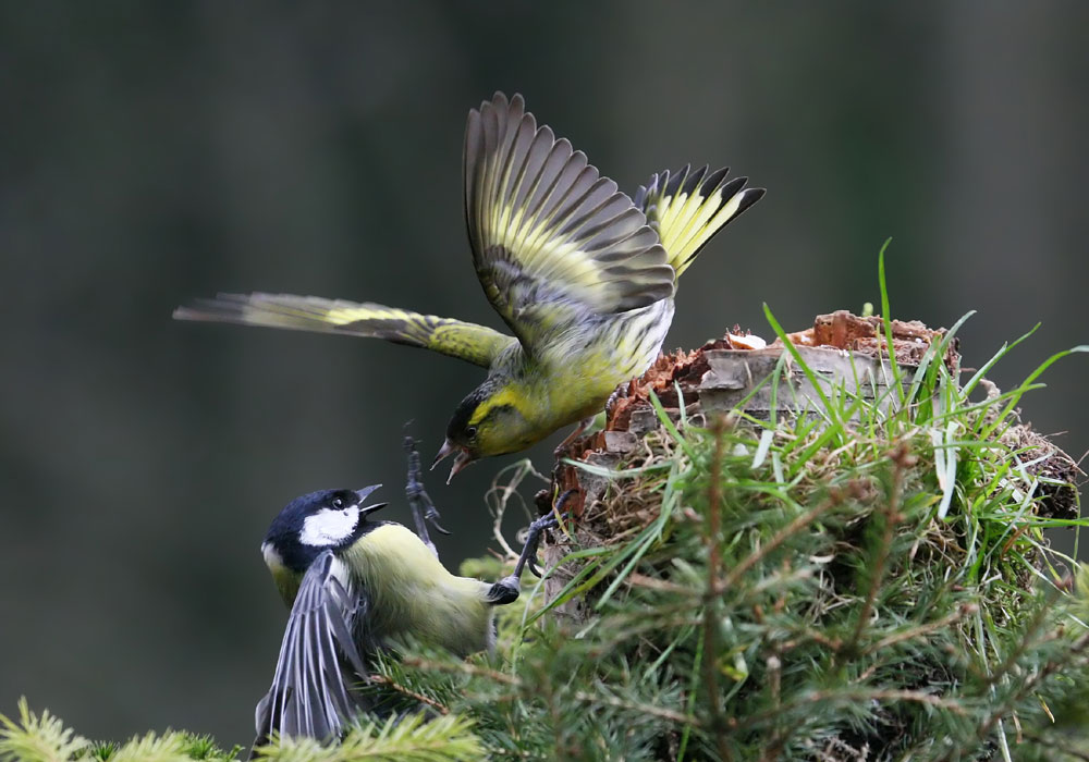 Vehement... Foto & Bild | tiere, wildlife, wild lebende vögel Bilder ...