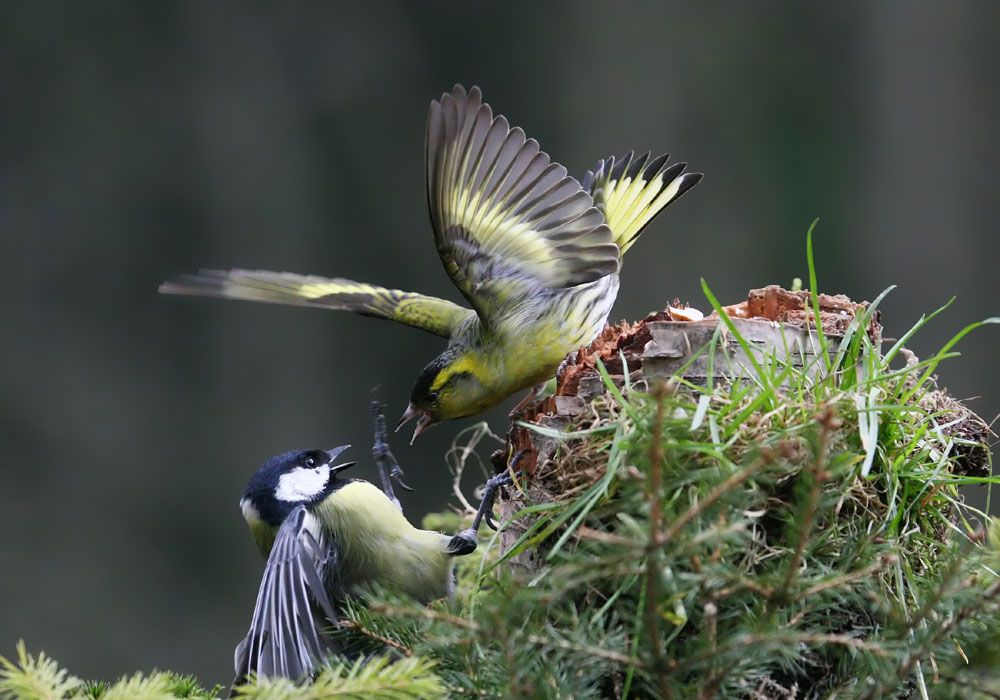 Vehement... Foto & Bild | tiere, wildlife, wild lebende vögel Bilder ...
