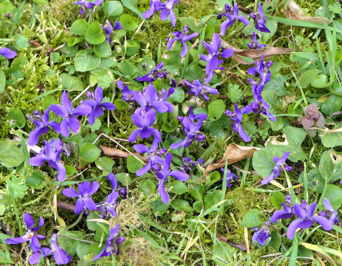 Veilchen Foto & Bild | projekte, 3 - mittwochsblümchen, thementage Bilder auf fotocommunity