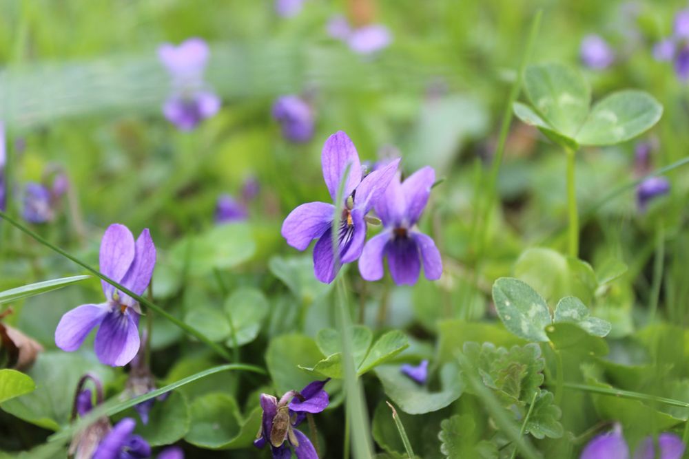 Veilchen Foto & Bild | pflanzen, samen, natur, pflanzen Bilder auf ...