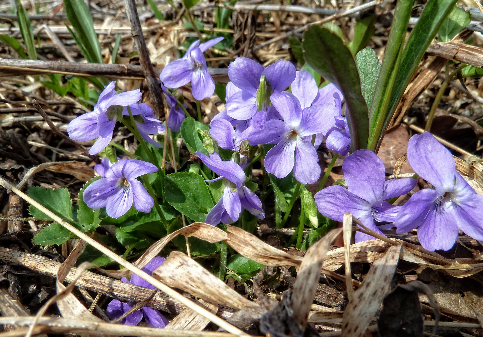 Veilchen Foto & Bild | wald, bäume, frühling Bilder auf fotocommunity