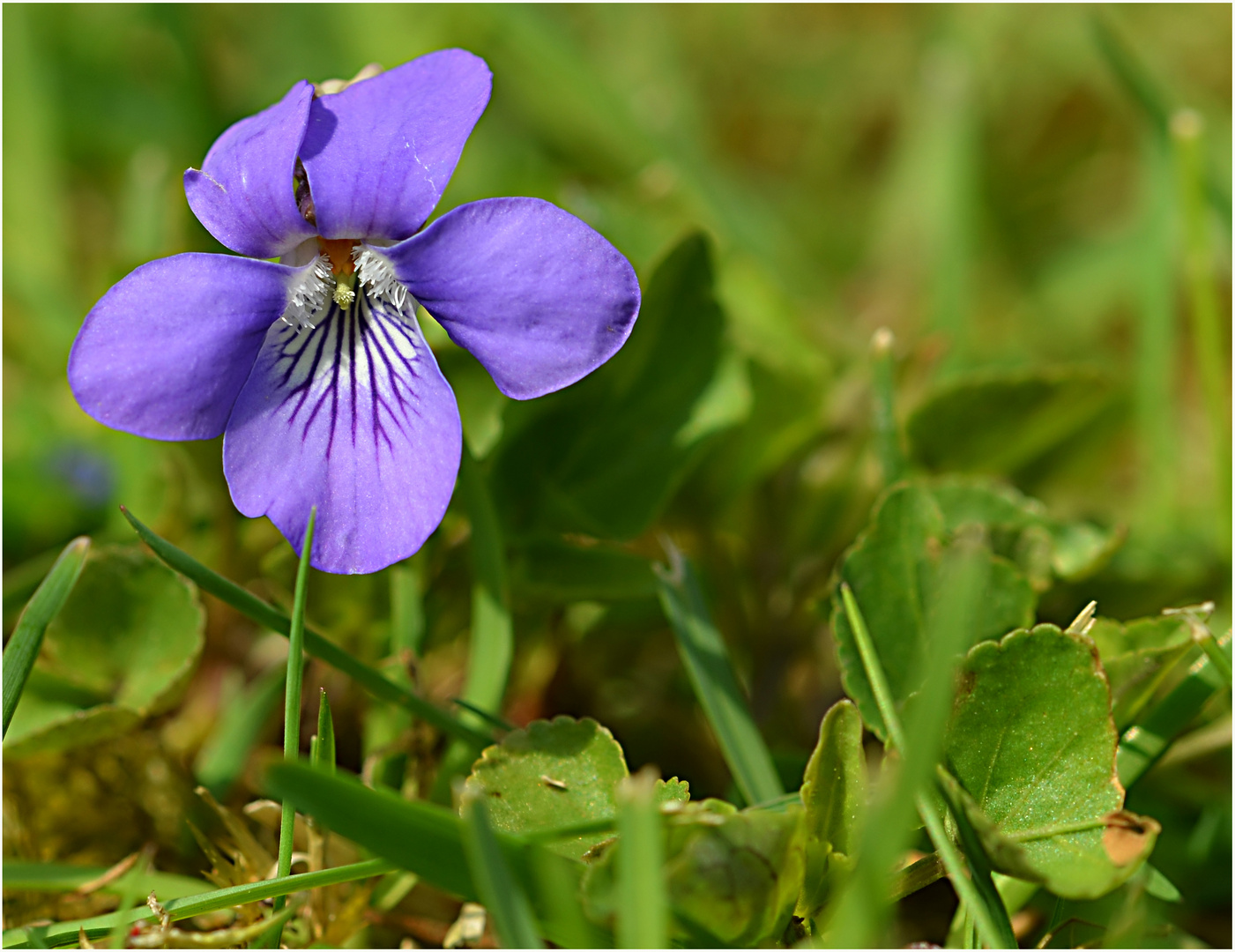 Veilchen Foto & Bild | natur, pflanzen, kleinpflanzen Bilder auf ...
