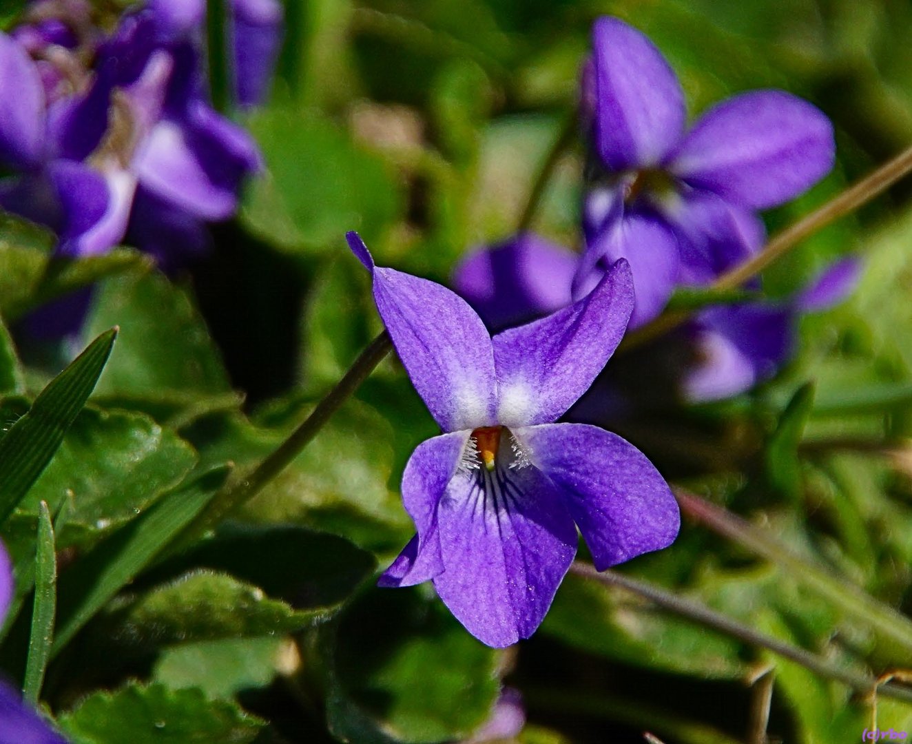 Veilchen Foto & Bild | pflanzen, pilze & flechten, blüten ...