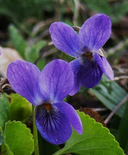 Veilchen 2 Foto & Bild | archiv projekte naturchannel, naturprojekte ...