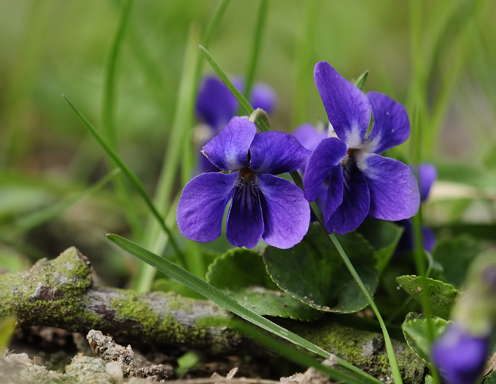Veilchen 2 Foto & Bild | pflanzen, pilze & flechten, blüten ...