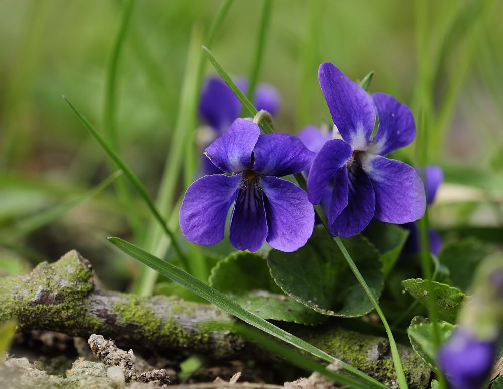 Veilchen 2 Foto & Bild | pflanzen, pilze & flechten, blüten ...