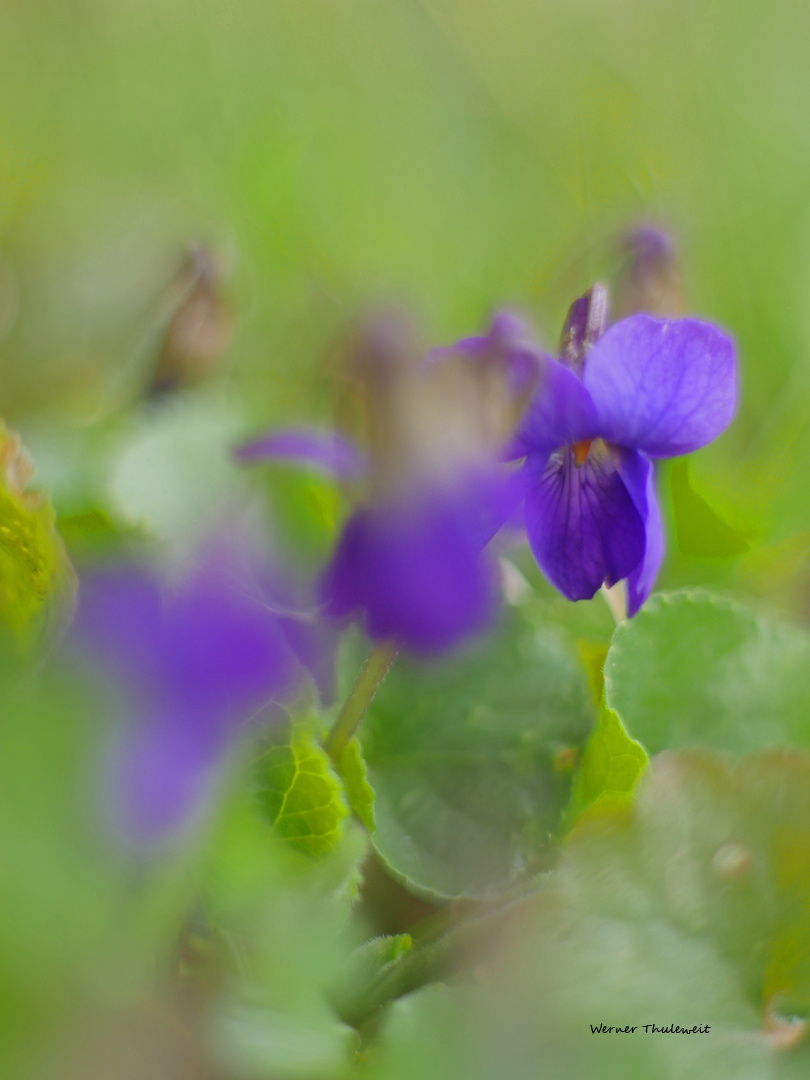 Veilchen Foto & Bild | natur, malen mit der kamera, natur-kreativ ...