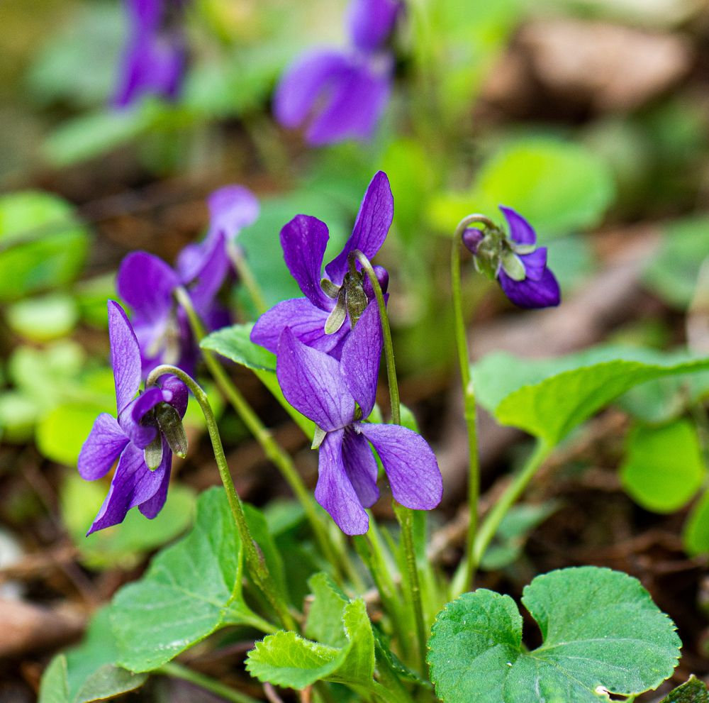 Veilchen Foto & Bild | pflanzen, pilze & flechten, blüten- & kleinpflanzen, projekte Bilder auf ...