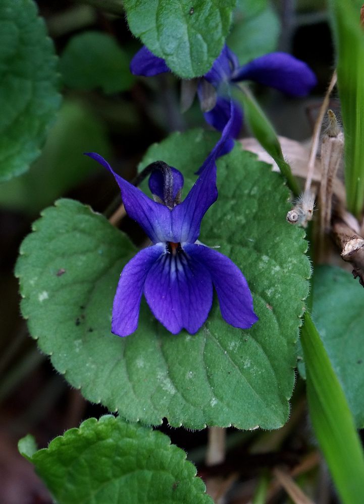 Veilchen Foto & Bild | blüten, tiere Bilder auf fotocommunity