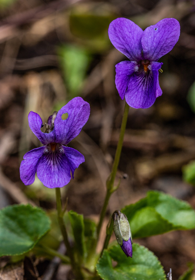 Veilchen Foto & Bild | pflanzen, pilze & flechten, blüten ...