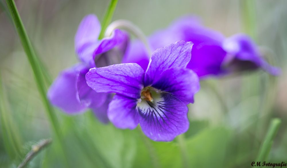 Veilchen Foto & Bild | pflanzen, pilze & flechten, flower, flowers ...