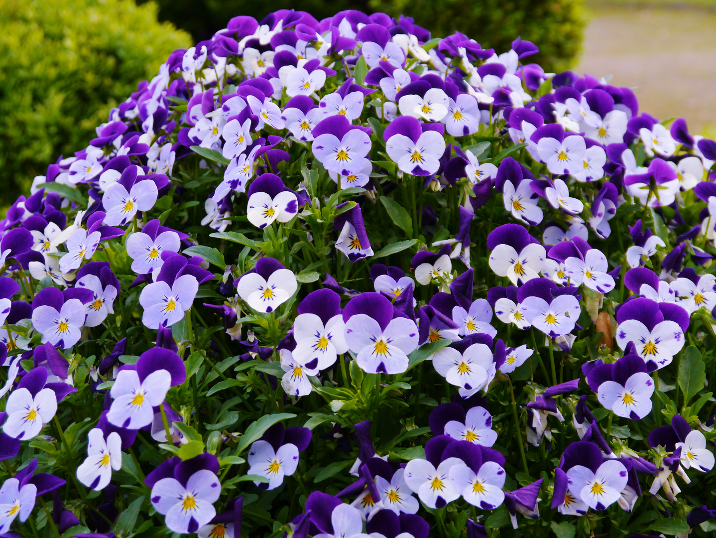 Veilchen... Foto & Bild | pflanzen, pilze & flechten, blüten ...