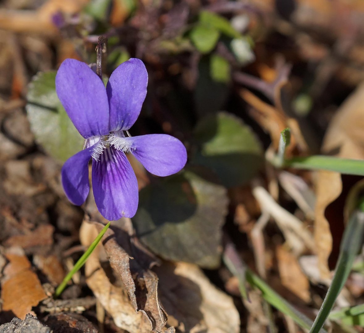 Veilchen Foto & Bild | pflanzen, pilze & flechten, landschaft, blüten ...
