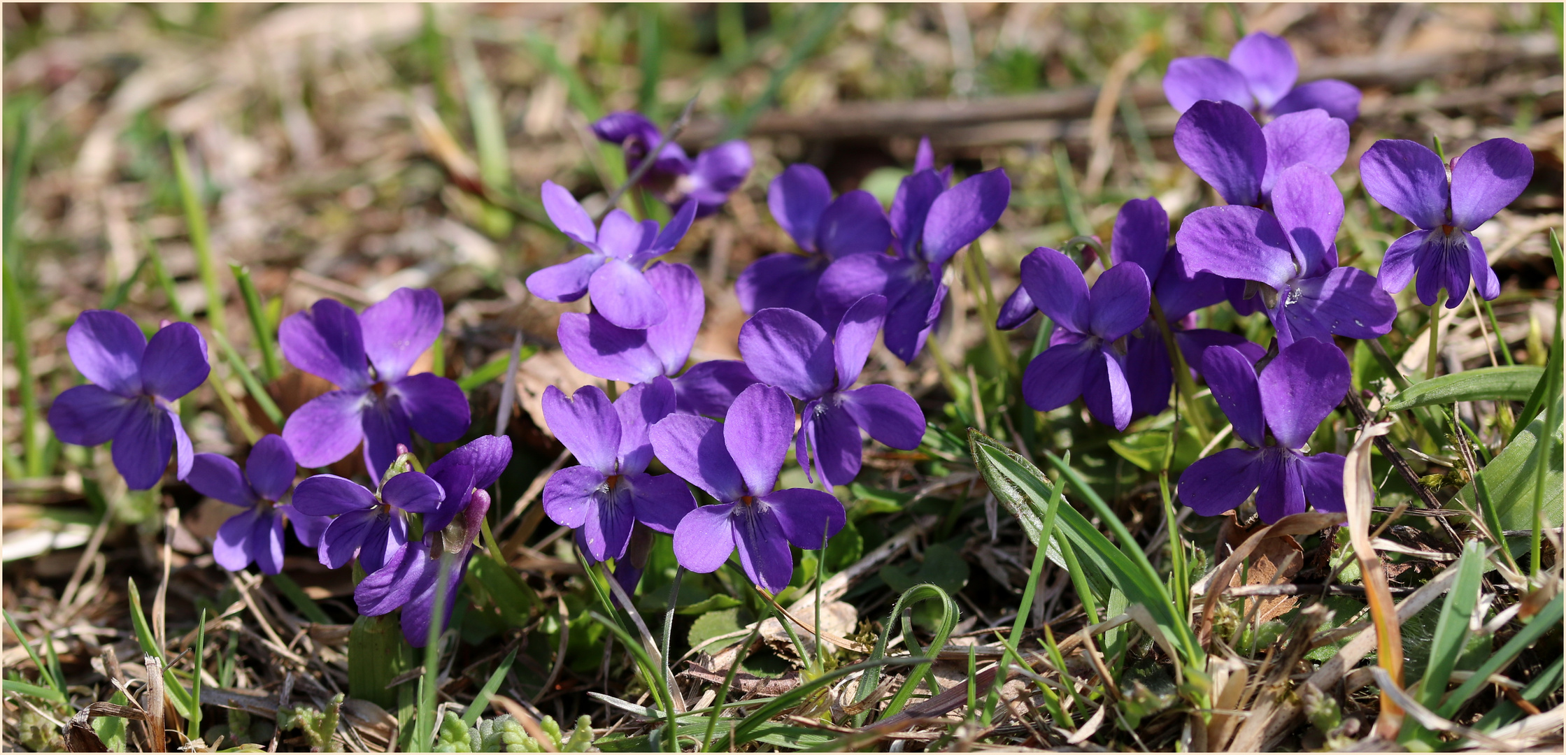 Veilchen... Foto & Bild | natur, pflanzen, wildpflanzen Bilder auf ...