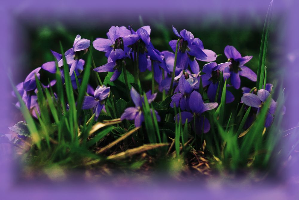 Veilchen Foto & Bild | spezial, frühling, april Bilder auf fotocommunity