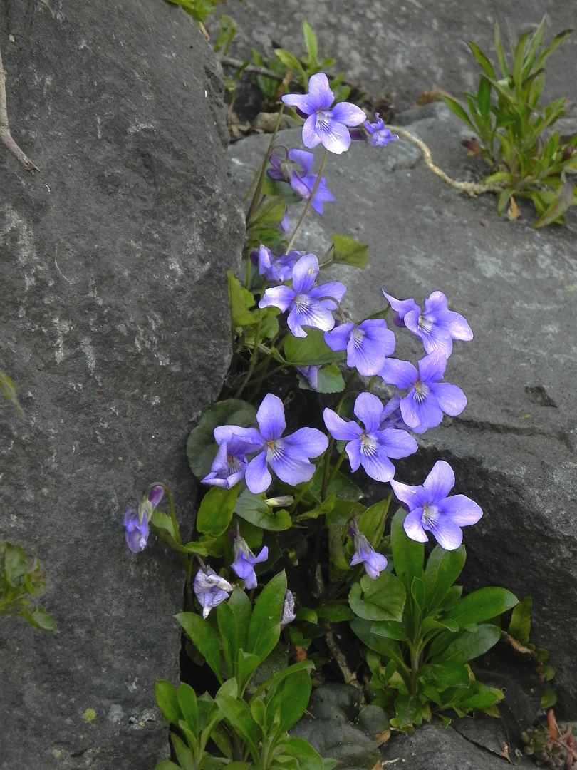 Veilchen Foto & Bild | jahreszeiten, frühling, natur Bilder auf ...