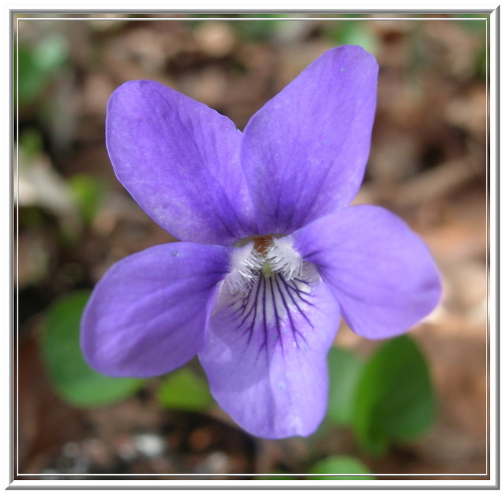 Veilchen Foto & Bild | landschaft, wald, motive Bilder auf fotocommunity