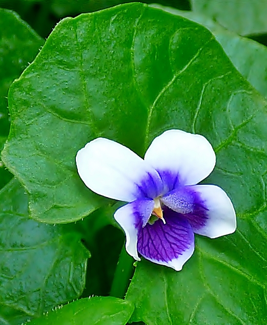 Veilchen. Foto & Bild | natur, blüten, botanischer garten Bilder auf ...